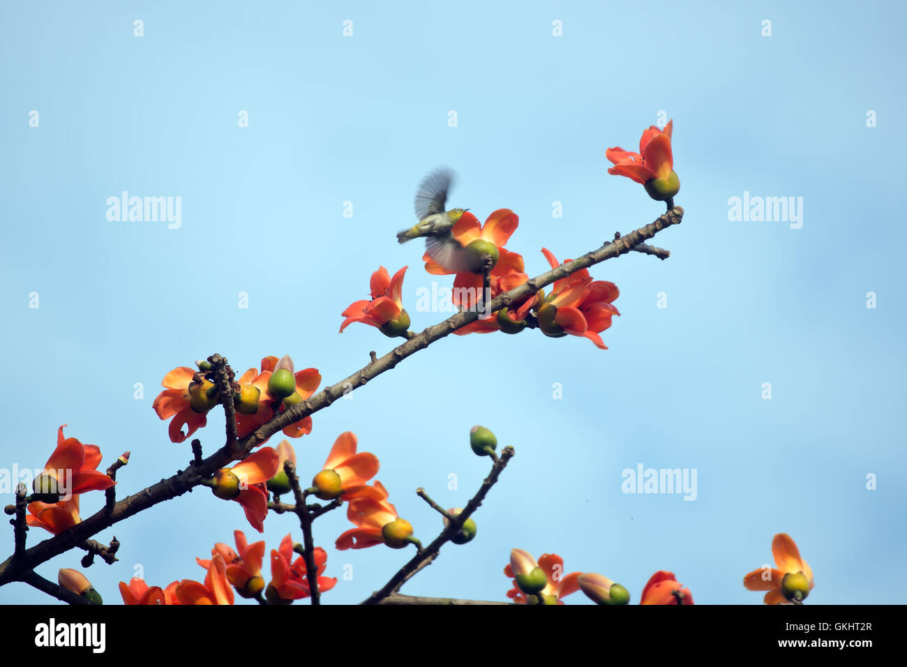 Kapok and the birds Stock Photo - Alamy