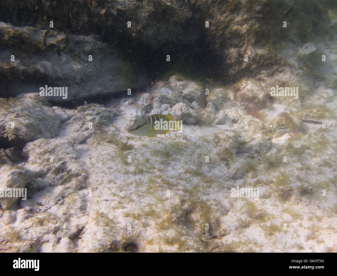 Deep sea sponge atlantic hi-res stock photography and images - Alamy