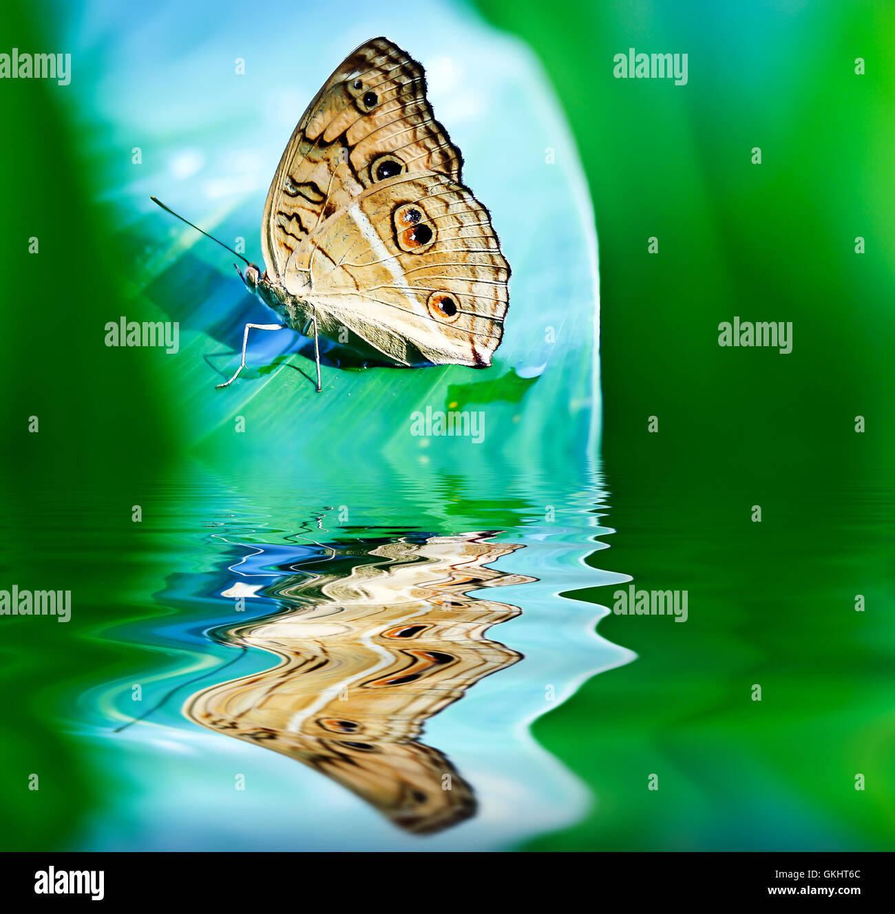 Butterfly reflection water hi-res stock photography and images - Alamy