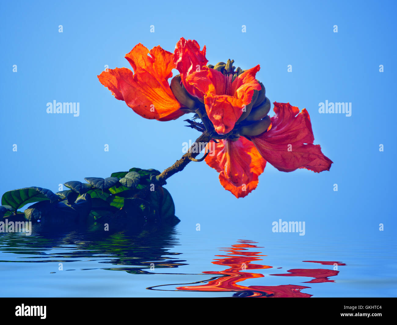 Spathodea campanulata Stock Photo - Alamy