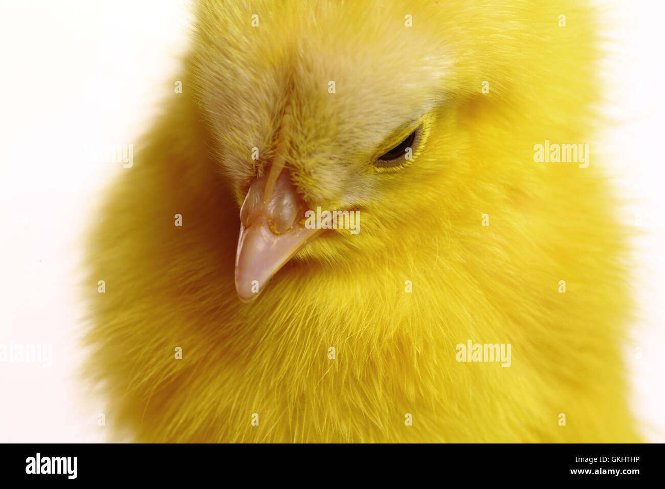 Chick close hi-res stock photography and images - Alamy