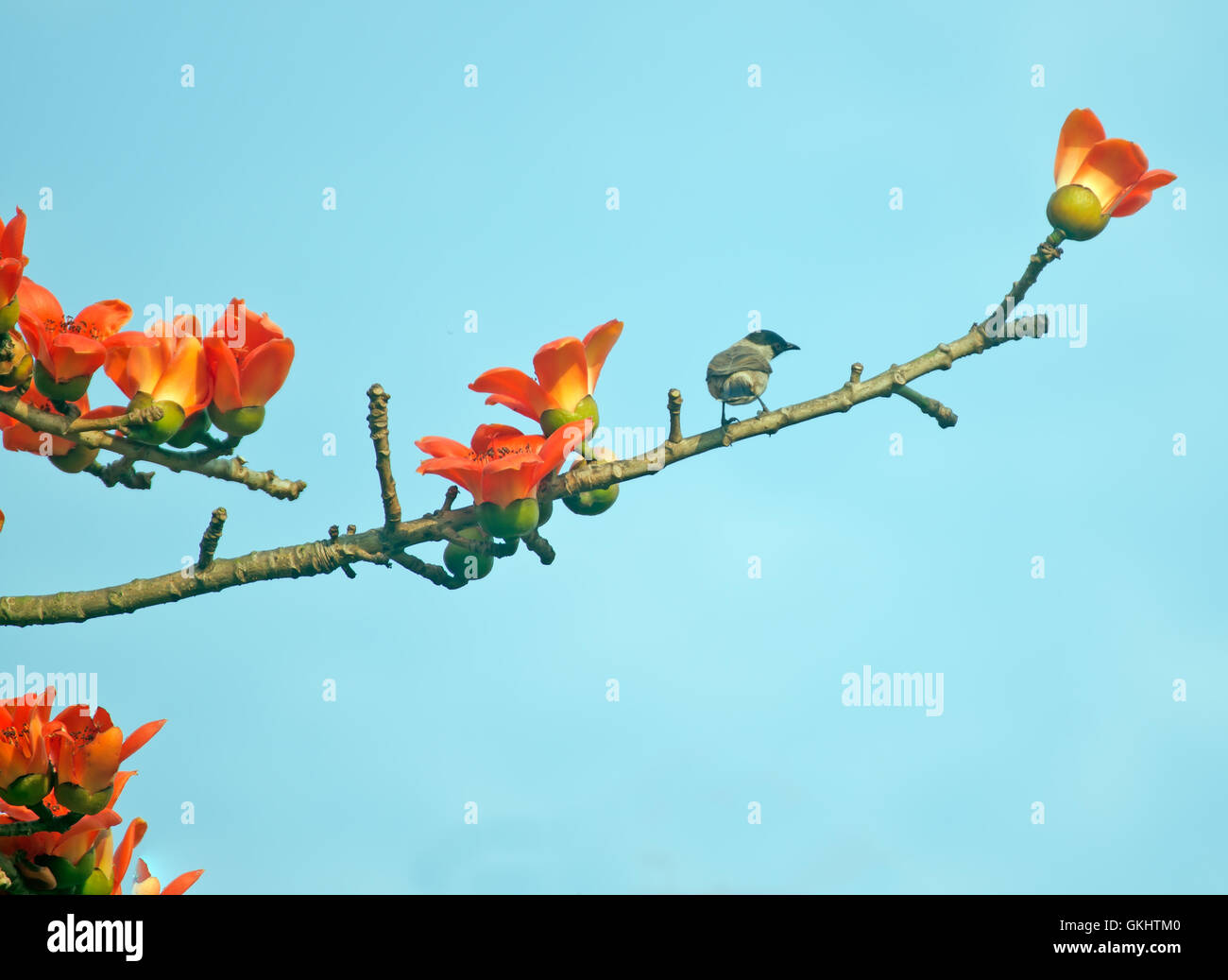 Kapok and the birds Stock Photo - Alamy