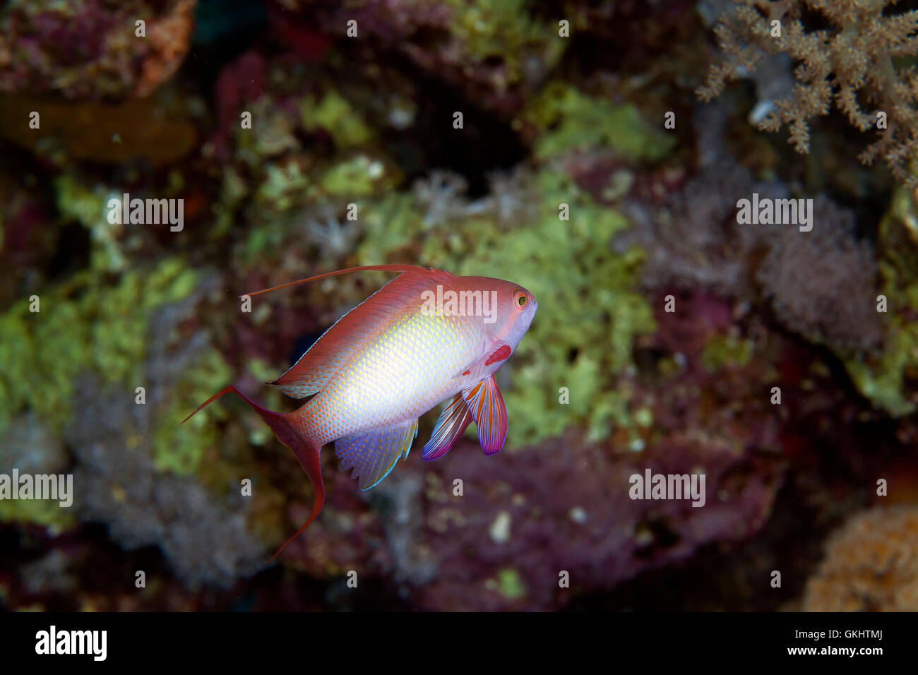 Lyretail anthias in the Red Sea Stock Photo - Alamy