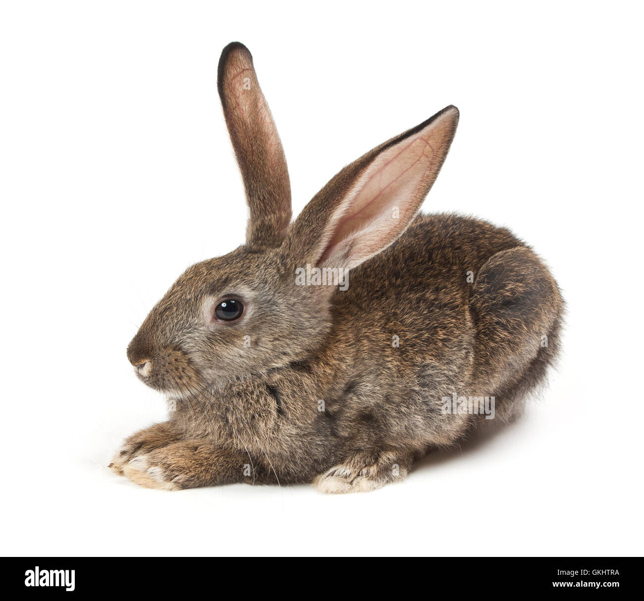 Happy New Year of rabbit Stock Photo - Alamy