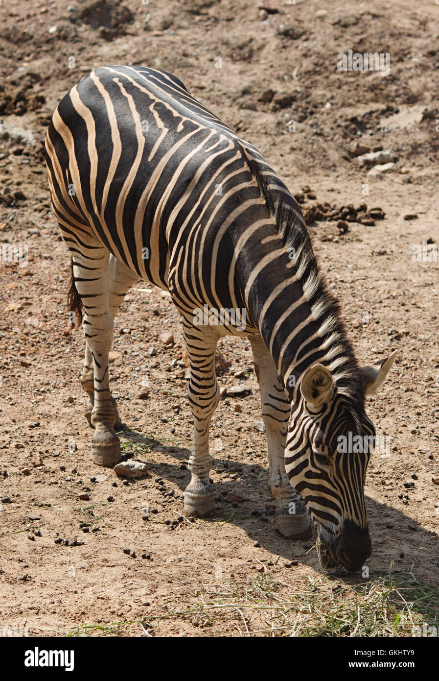 Zebra in zoo thailand hi-res stock photography and images - Alamy