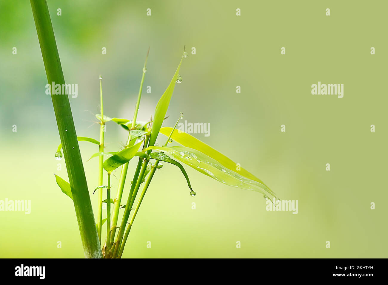 The bamboo after the rain Stock Photo - Alamy