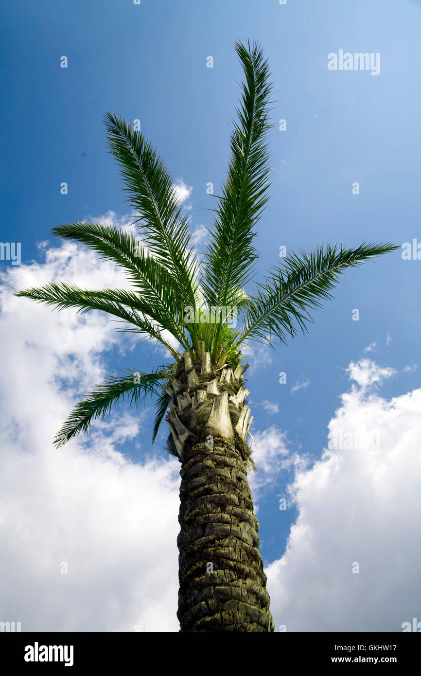 single tropical palm Stock Photo - Alamy