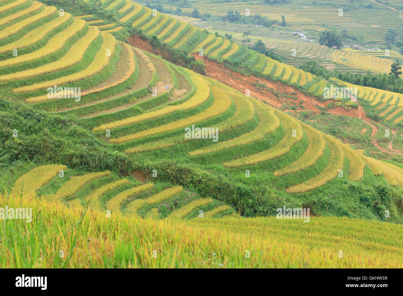Rice terraces in the mountains Stock Photo - Alamy