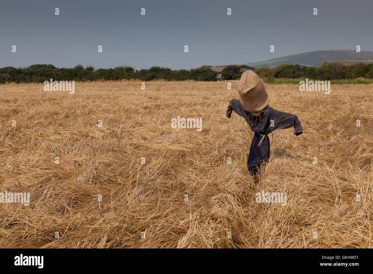 Scarecrow in a wheat field Stock Photo - Alamy