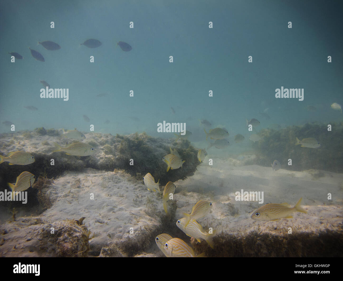 Busy reef hi-res stock photography and images - Alamy