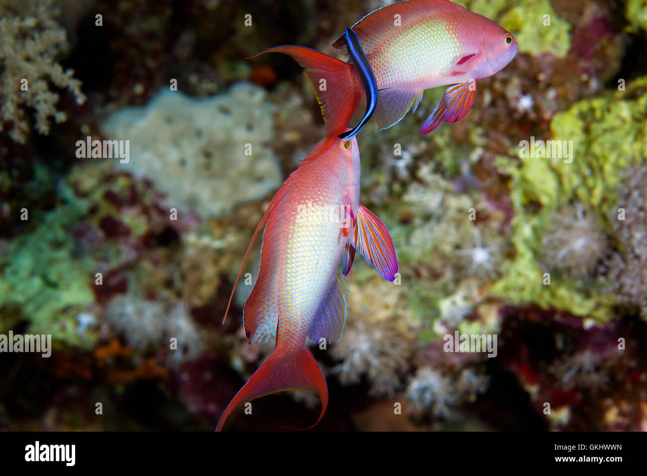 Lyretail anthias in the Red Sea Stock Photo - Alamy