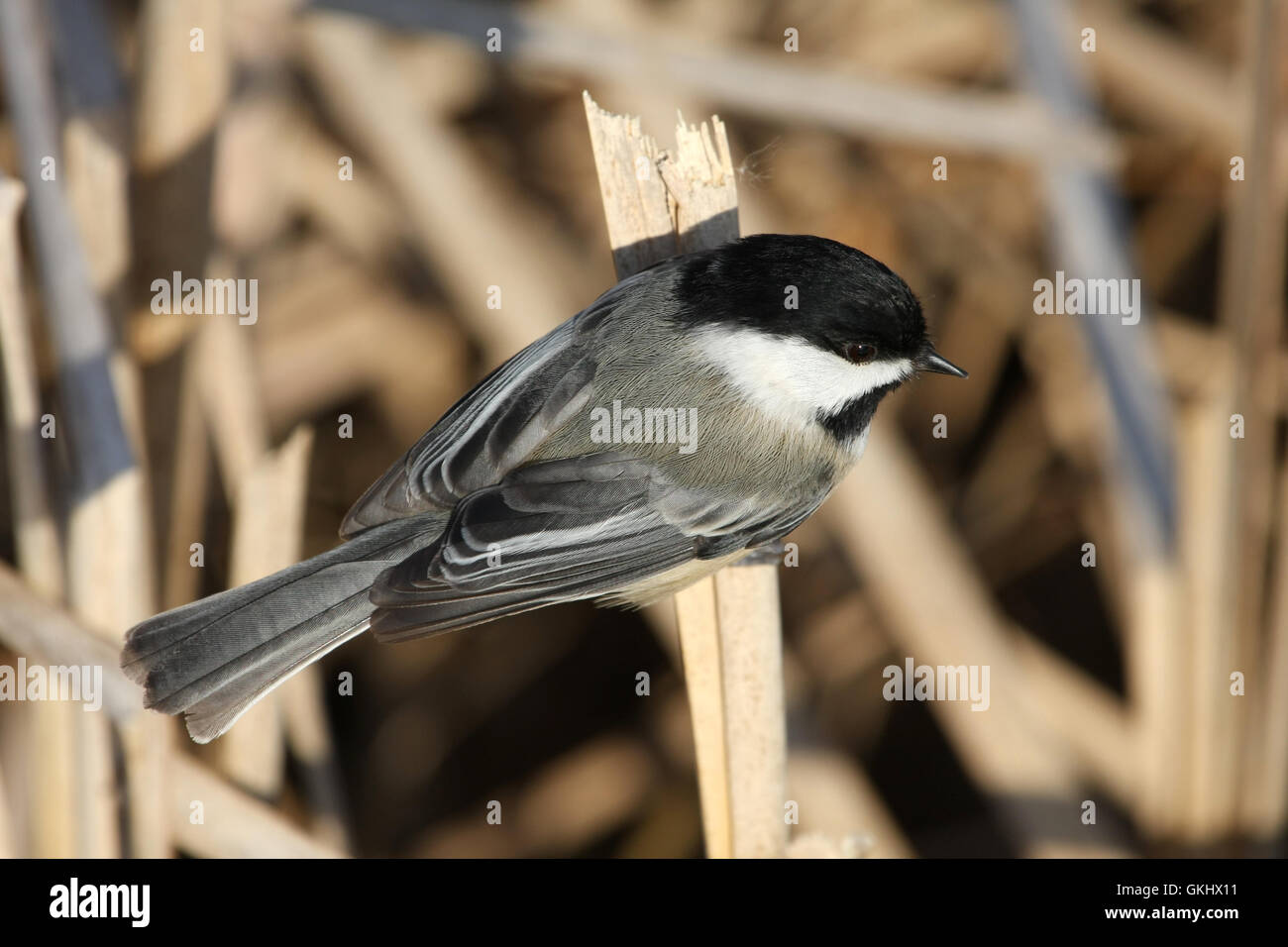 Black capped titmouse hi-res stock photography and images - Alamy