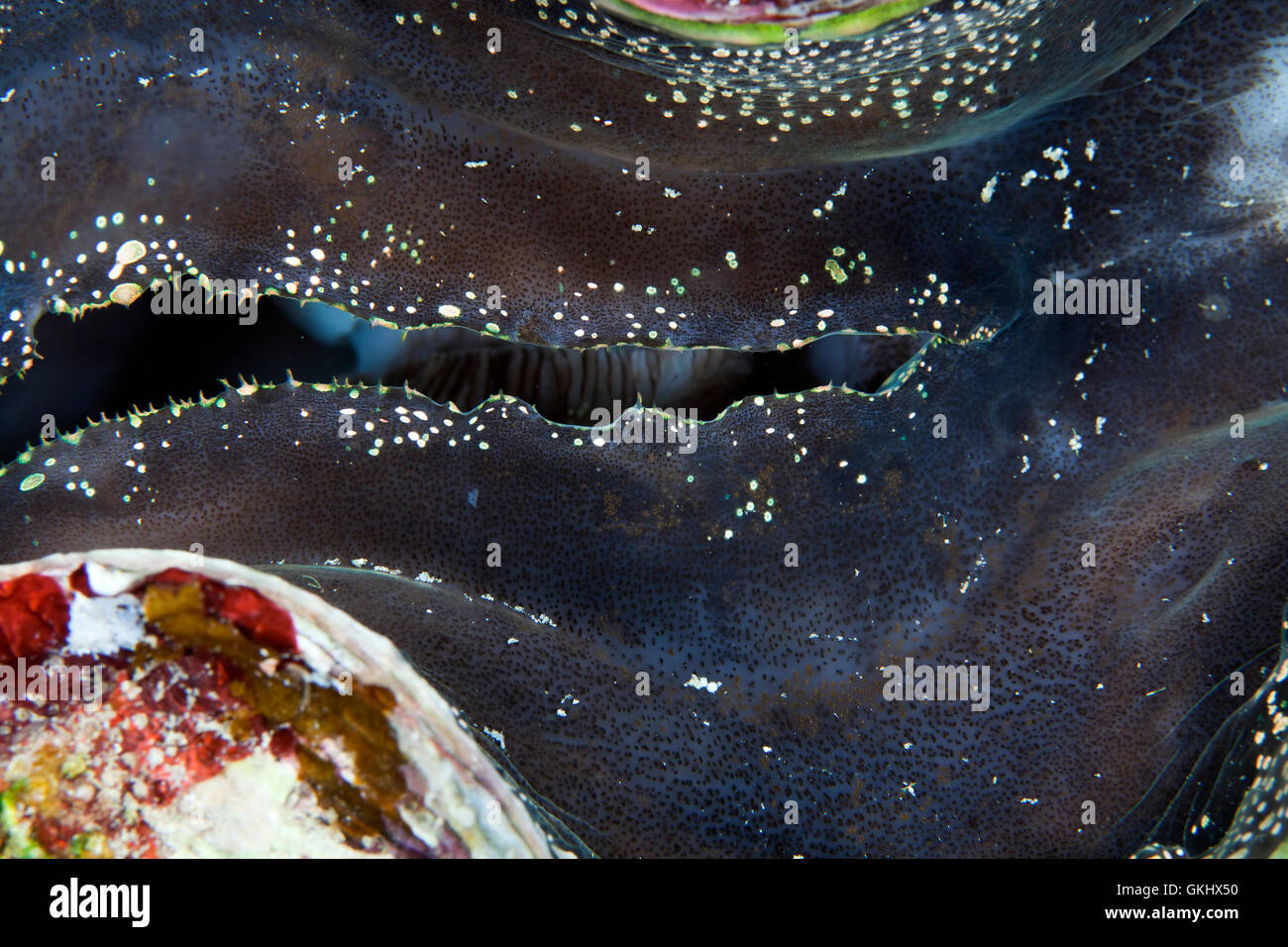 Giant clam in red hi-res stock photography and images - Alamy