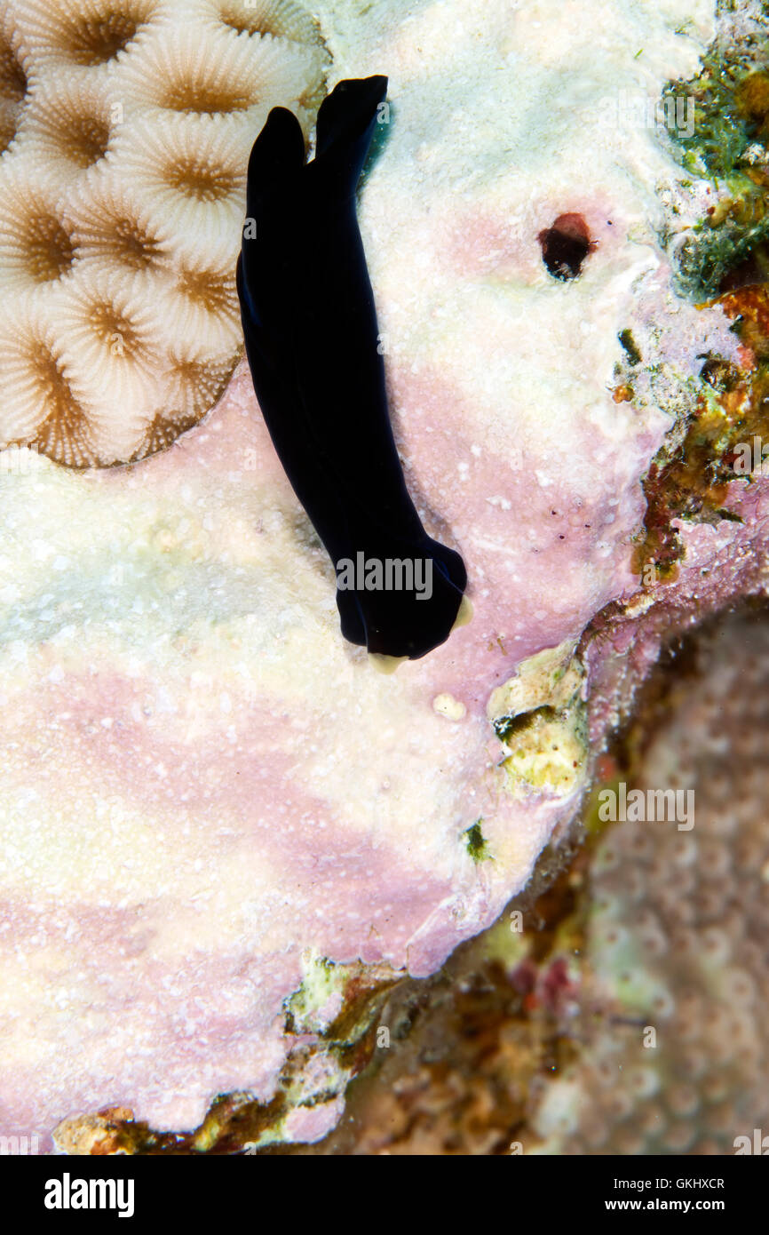 Yellow lip shield slug (chelidonura flavolobata Stock Photo - Alamy
