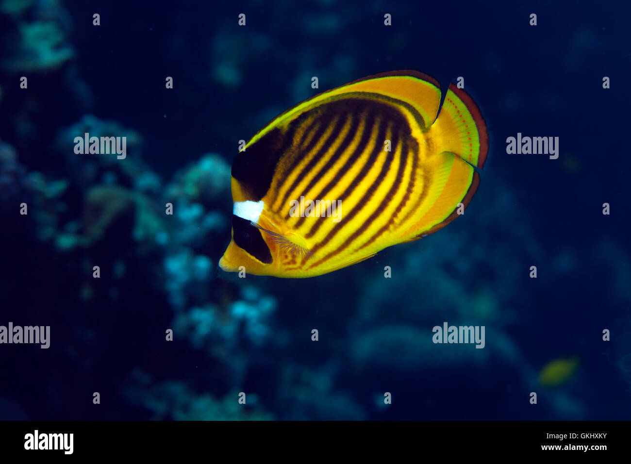 Raccoon butterflyfish (chaetodon fasciatus Stock Photo - Alamy