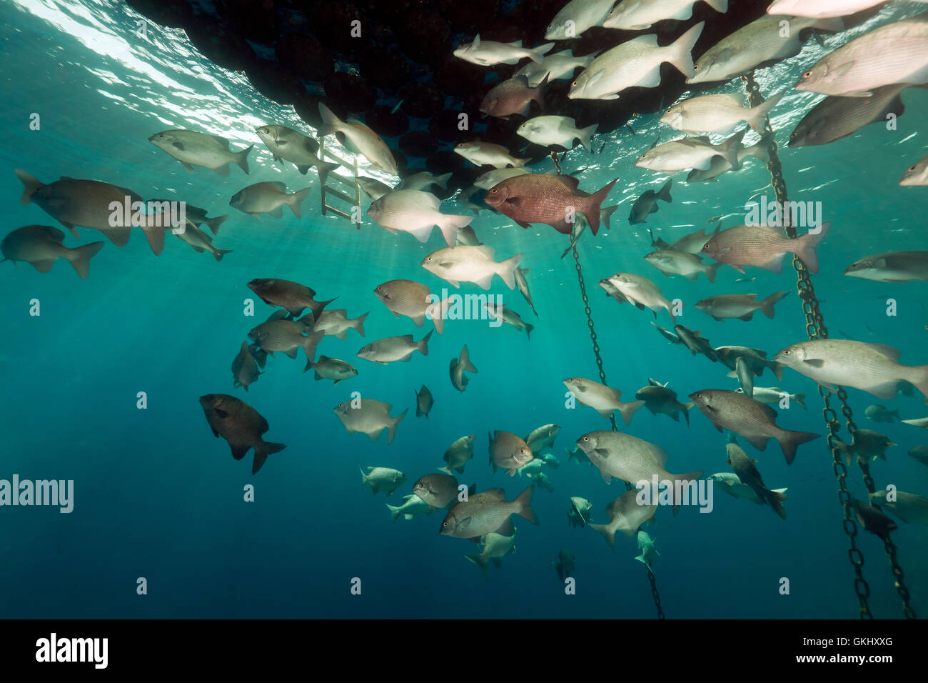 Fish gathering under a floating jetty Stock Photo - Alamy