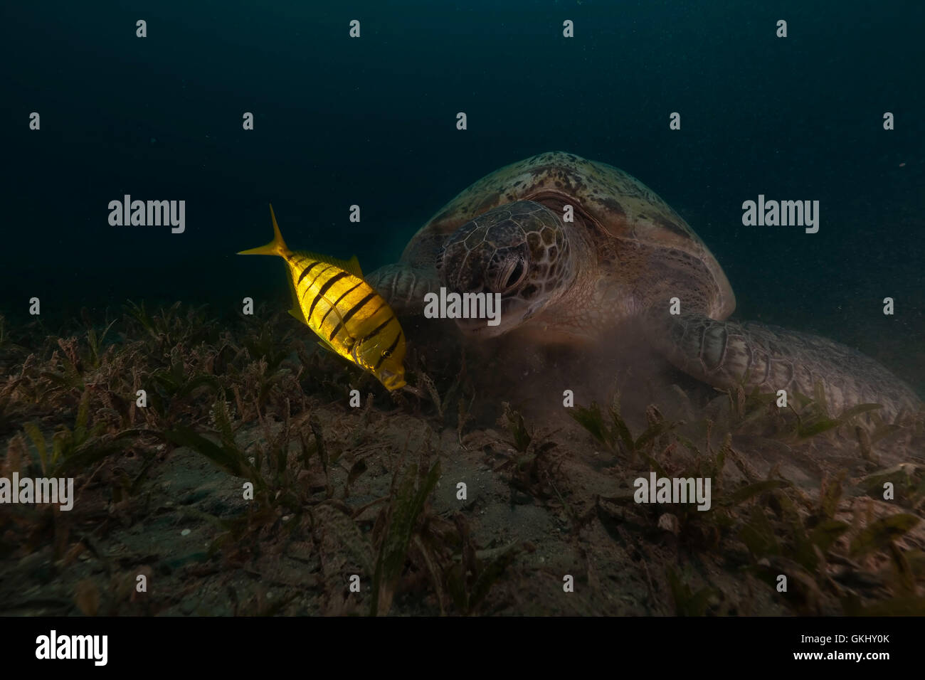 Green turtle (chelonia midas) and trevally in the Red Sea Stock Photo ...