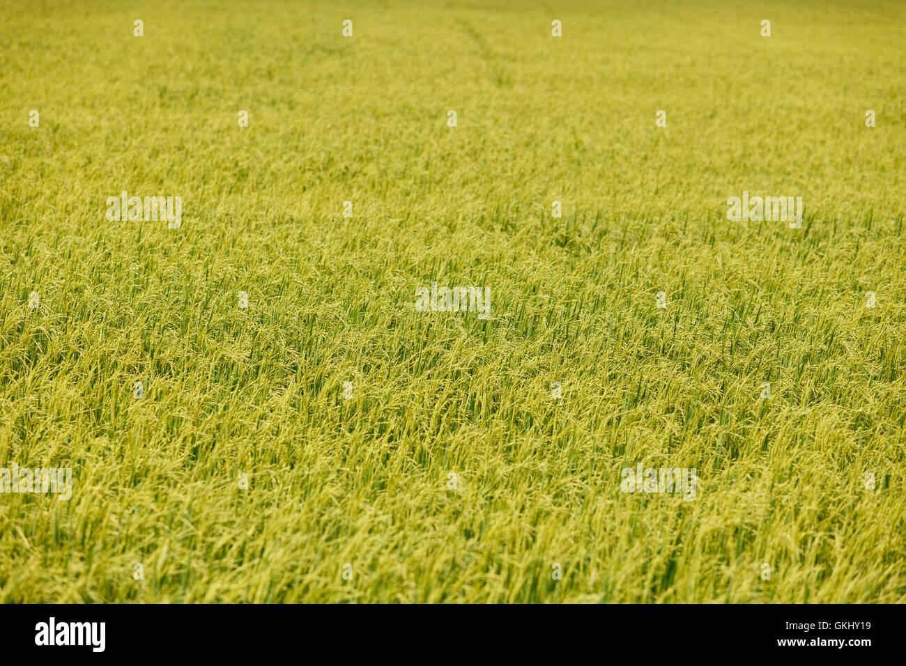 Green rice fields Stock Photo - Alamy
