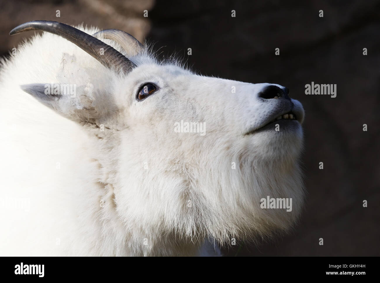 Mountain Goat Looking up Stock Photo - Alamy