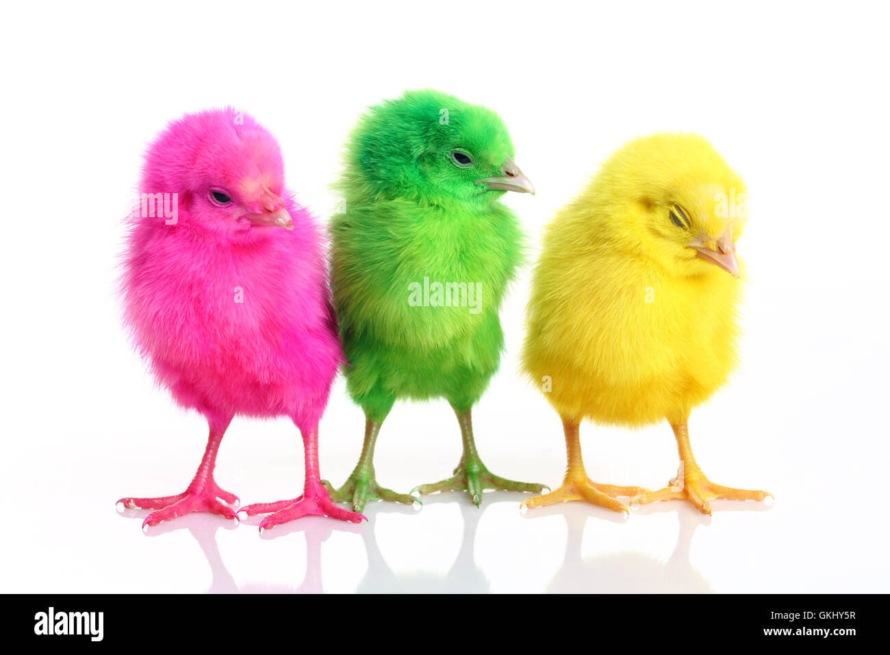 Colorful chicks hi-res stock photography and images - Alamy