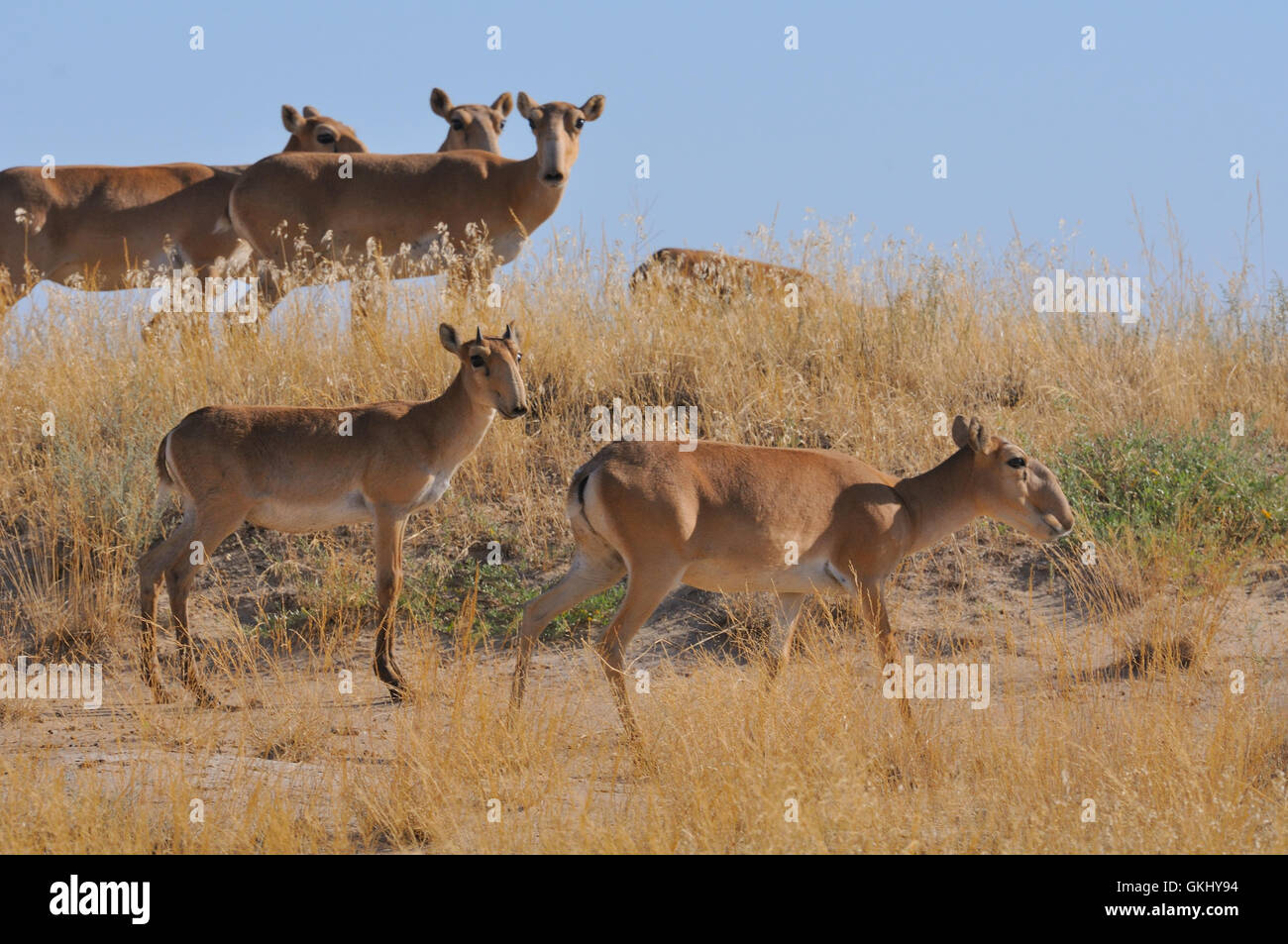Saiga tatarica baby hi-res stock photography and images - Alamy