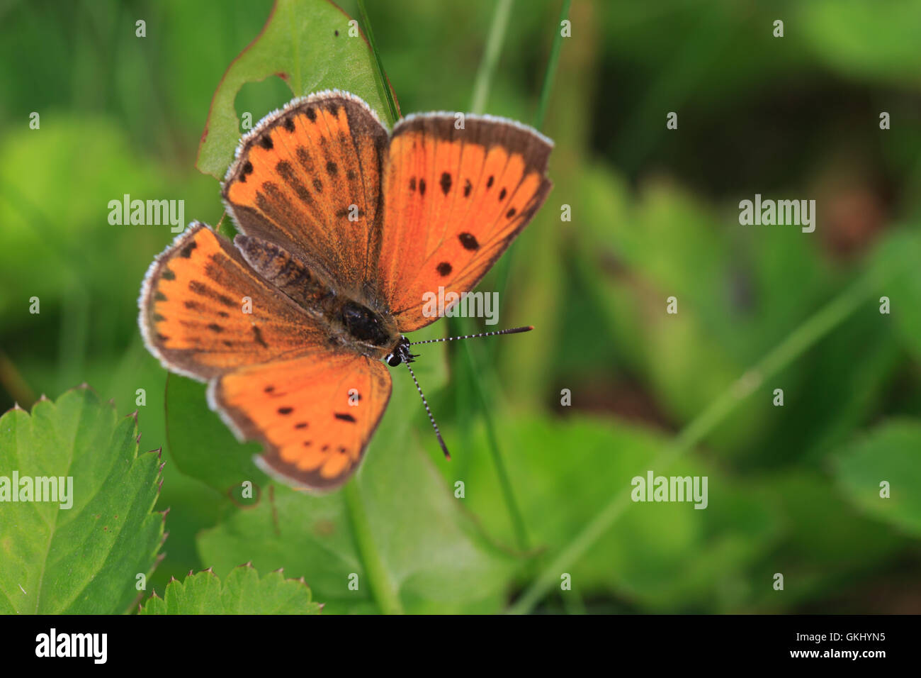 Small copper butterfly Stock Photo - Alamy