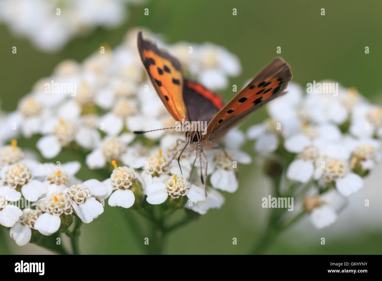 Small copper butterfly Stock Photo - Alamy
