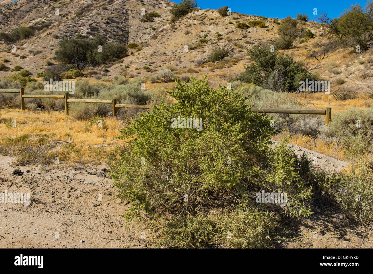 Evergreen bush grows in grassland wilderness in southern California ...