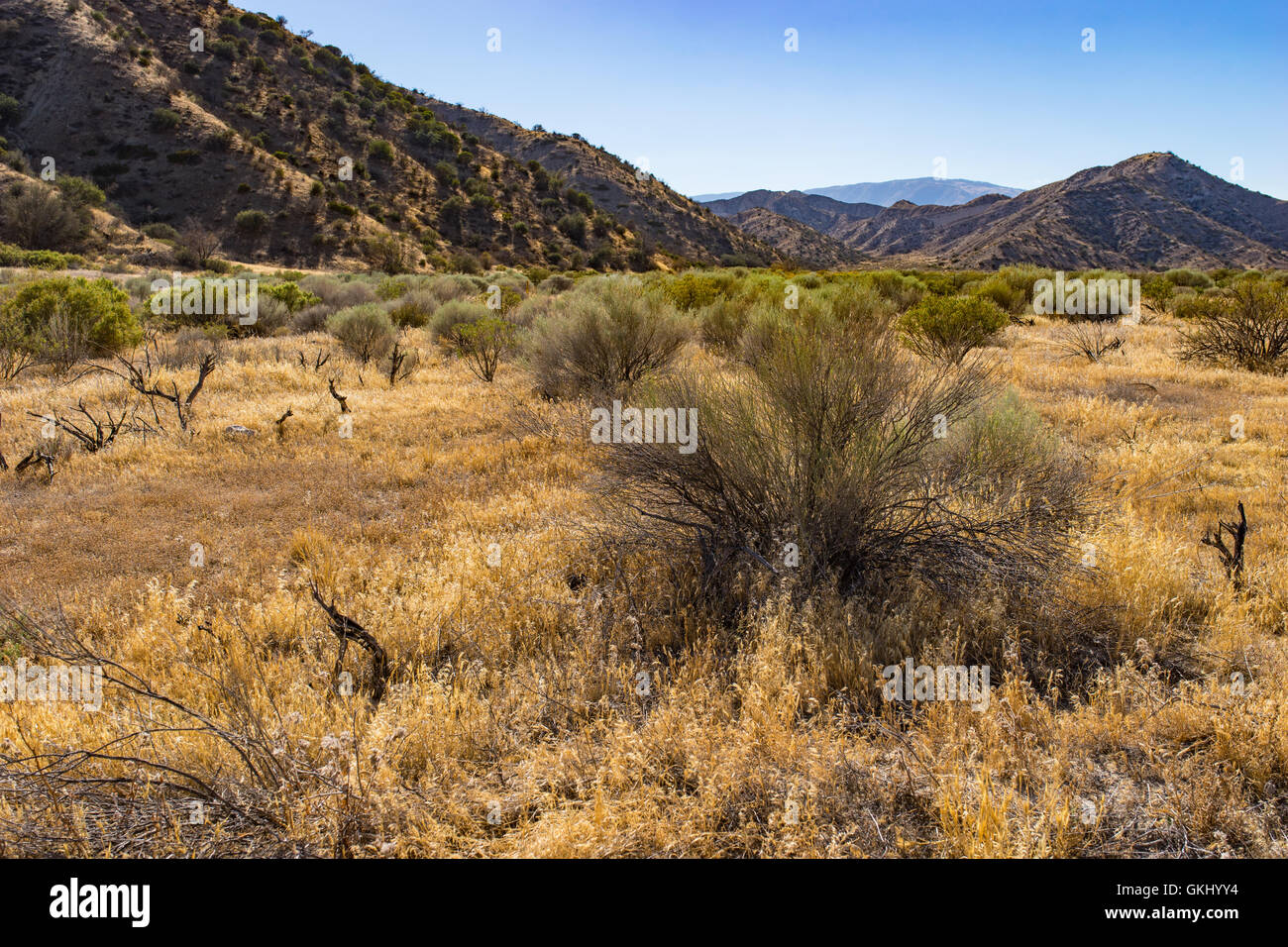 Grass and bushes grow across distance of California grassland ...