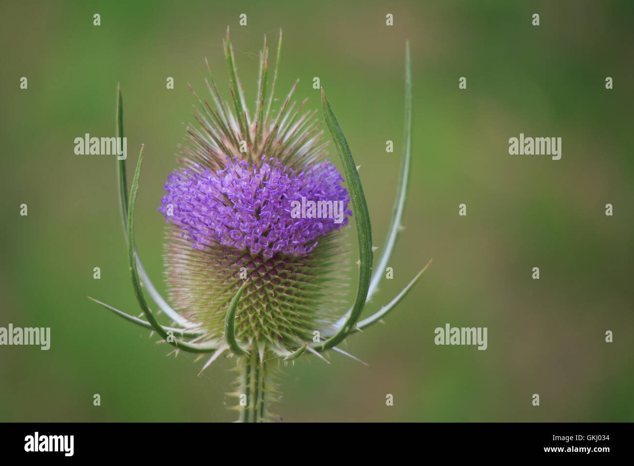 Isolated wild teasel hi-res stock photography and images - Alamy