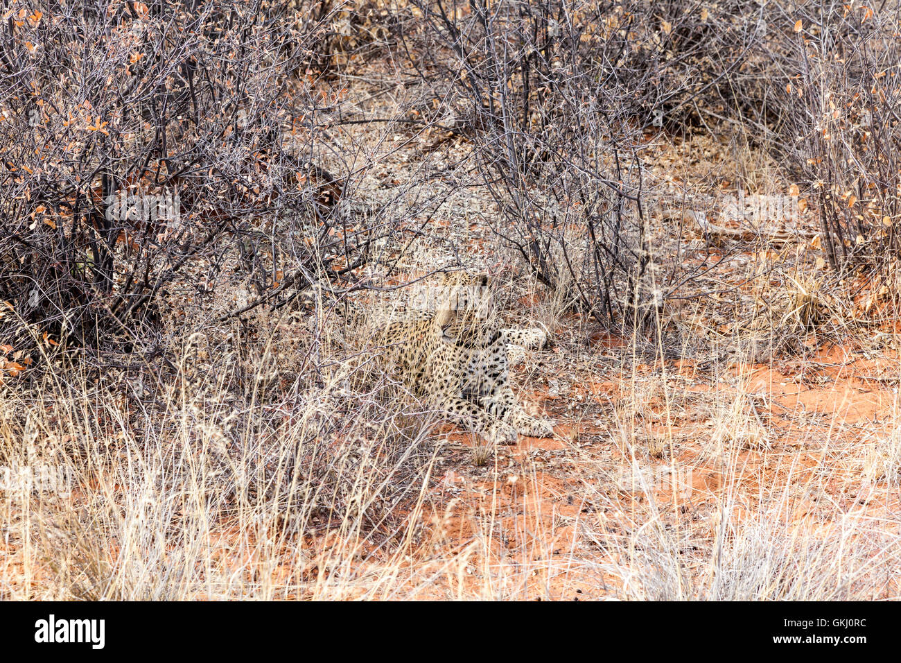 Camouflaged leopard hi-res stock photography and images - Alamy