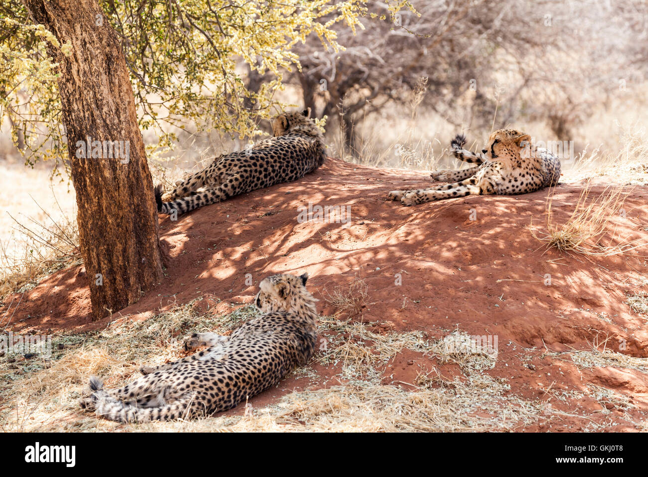 Three Cheetah resting under tree, Africat, Okonjima, Namibia Stock ...