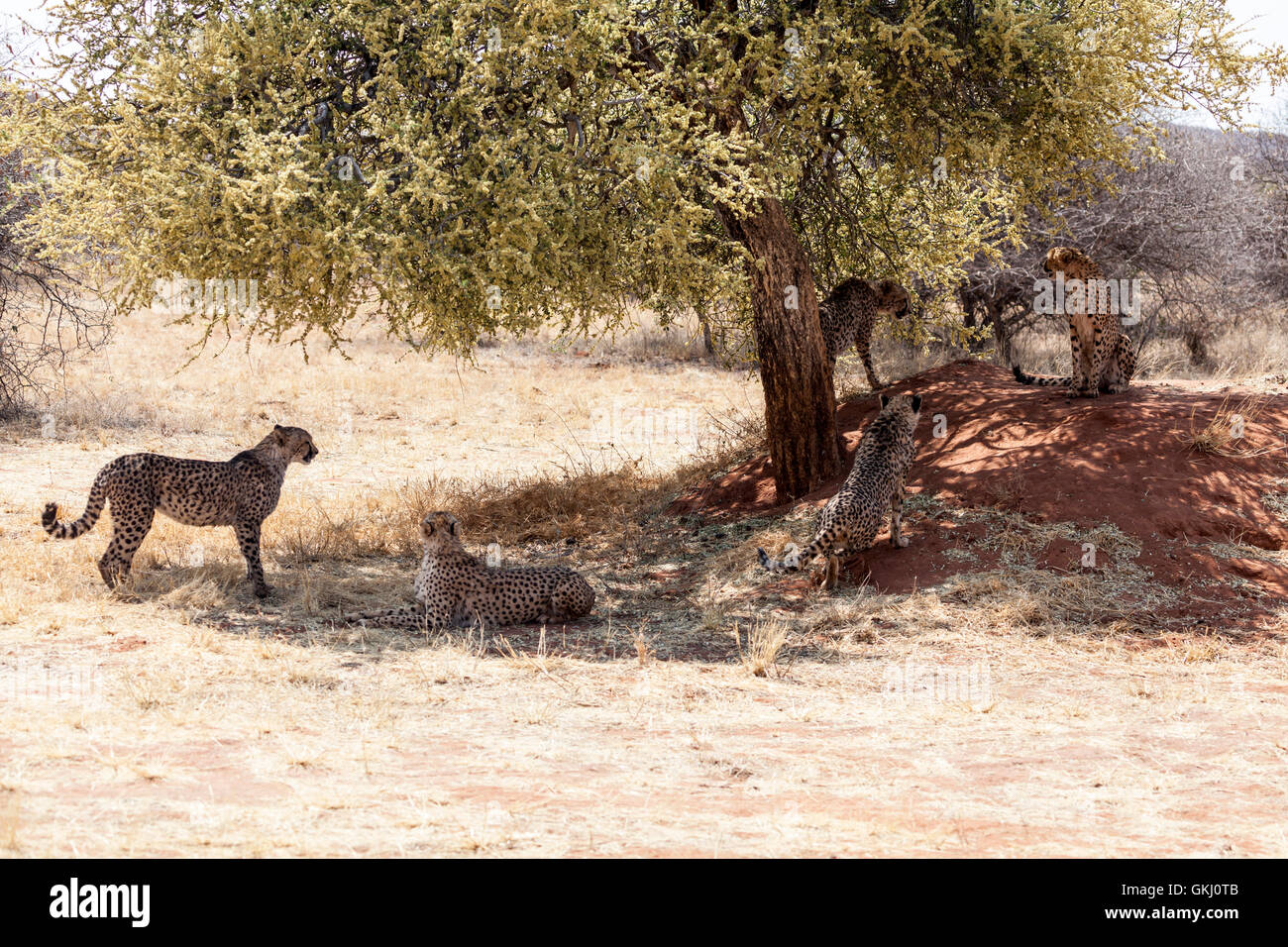 Five Cheetah resting shade, Africat, Okonjima, Namibia Stock Photo - Alamy