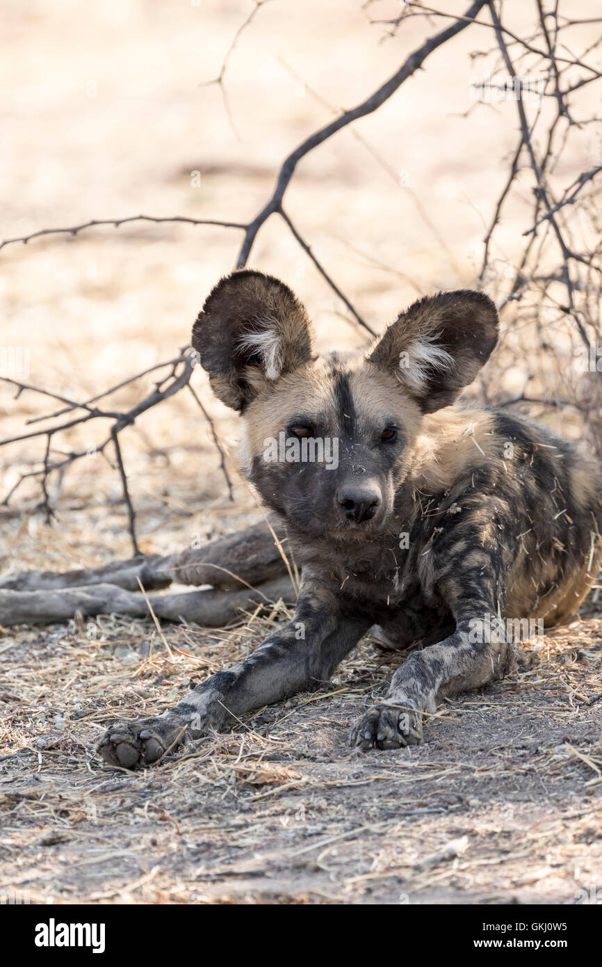 African Wild Dog, Okonjima, Namibia Stock Photo - Alamy