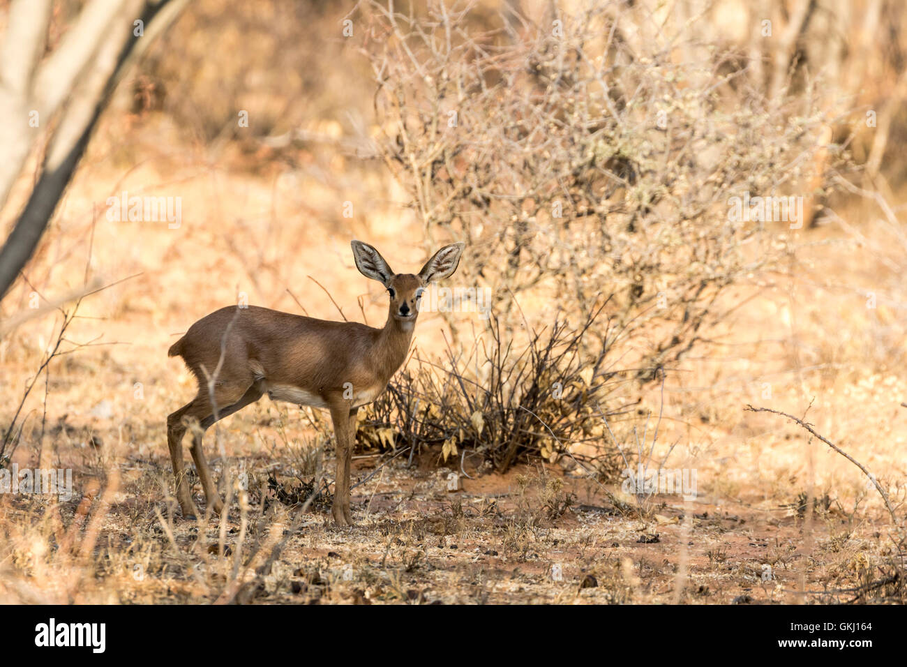 Female lamb hi-res stock photography and images - Alamy