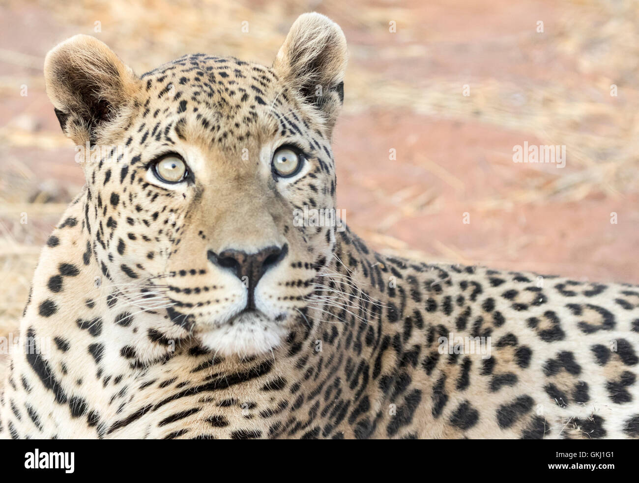 Large male leopard, Namibia Stock Photo - Alamy