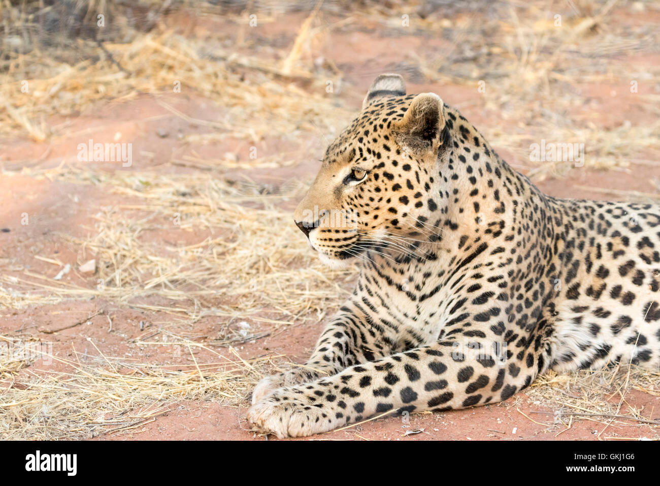 Large male leopard, Namibia Stock Photo - Alamy