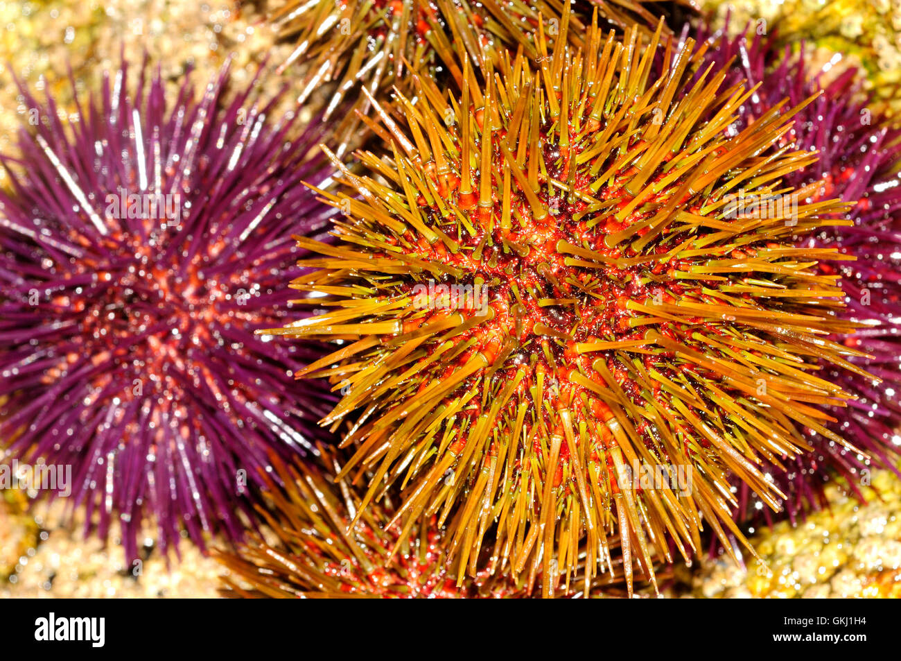 Lividus hi-res stock photography and images - Alamy