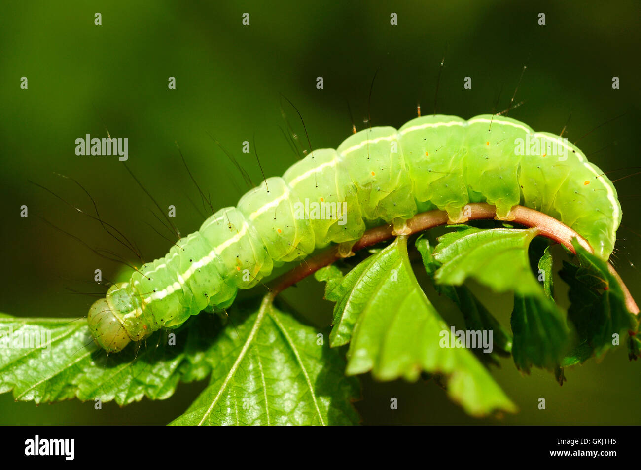 Moth green caterpillar Stock Photo - Alamy