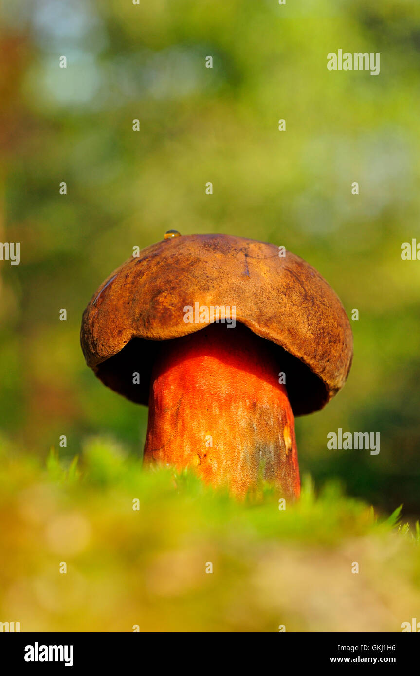 Boletus erythropus hi-res stock photography and images - Alamy
