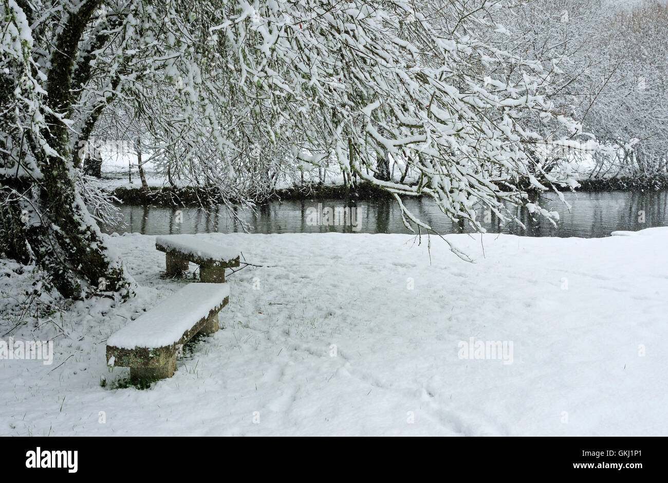 Forest vegetation in winter snowing hi-res stock photography and images ...
