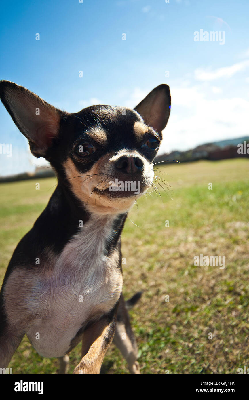 portrait of small, cute pet Chihuahua dog Stock Photo - Alamy