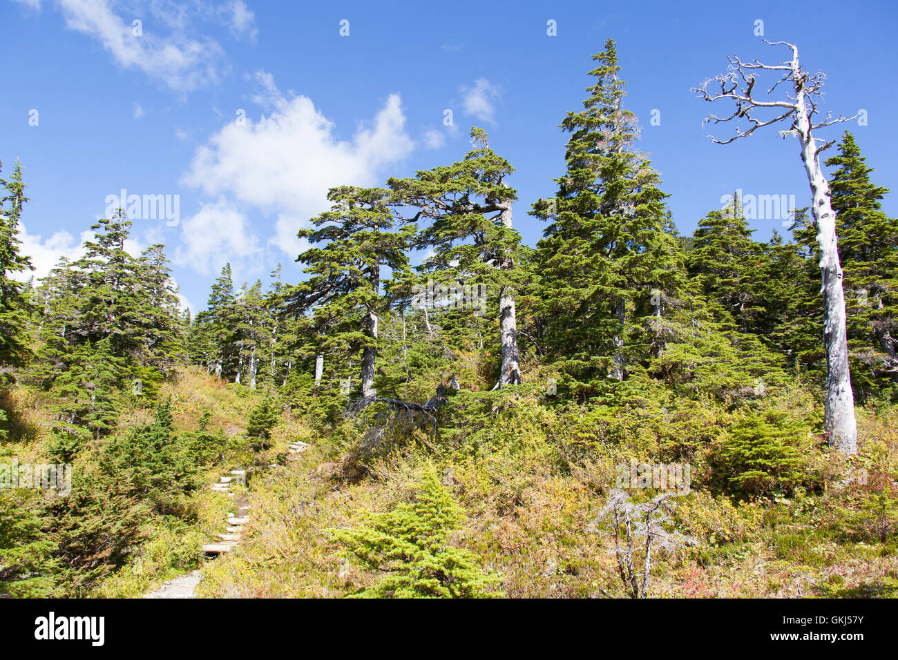 The hiking trail to the top of Deer Mountain (Ketchikan, Alaska Stock ...