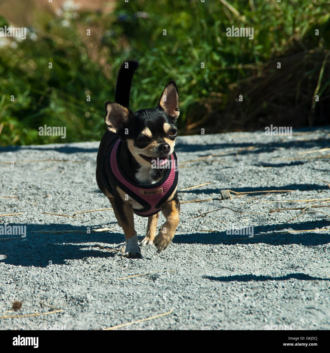 portrait of small, cute pet Chihuahua dog Stock Photo - Alamy