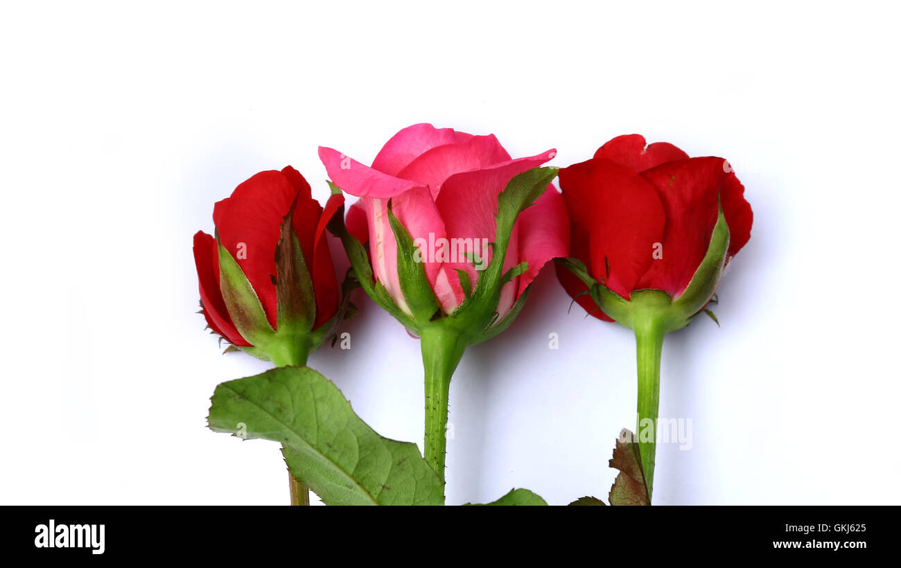 Roses red hi-res stock photography and images - Alamy