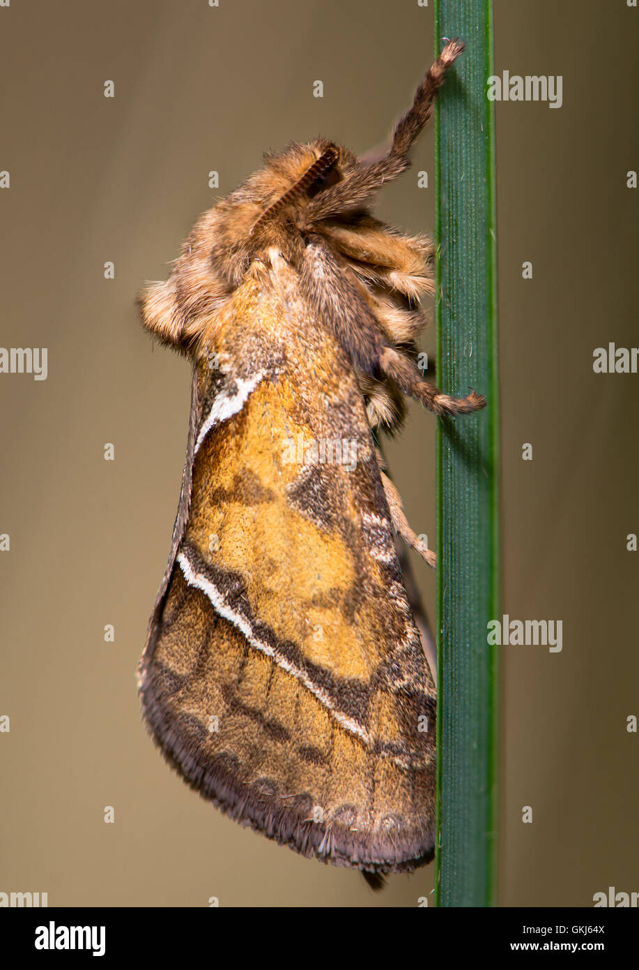 Orange swift moth (Triodia sylvina) on grass. A primitive moth in the ...