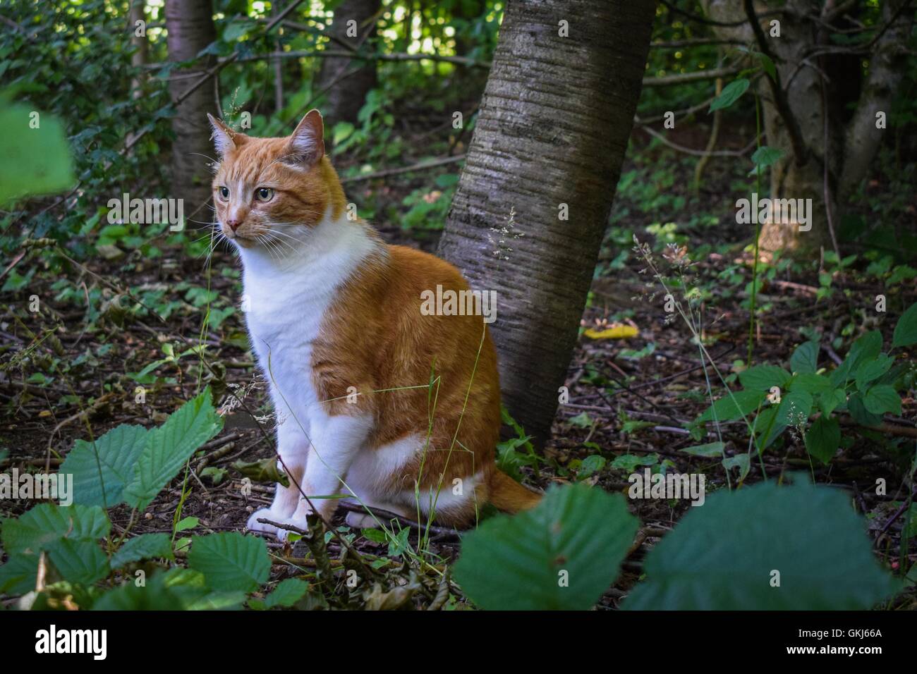 Cat kissing camera hi-res stock photography and images - Alamy