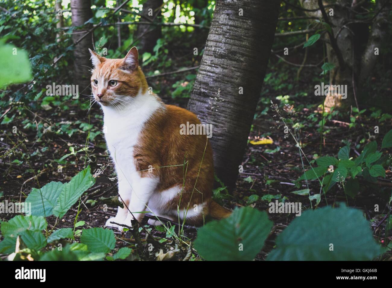 Cat leaning against tree hi-res stock photography and images - Alamy