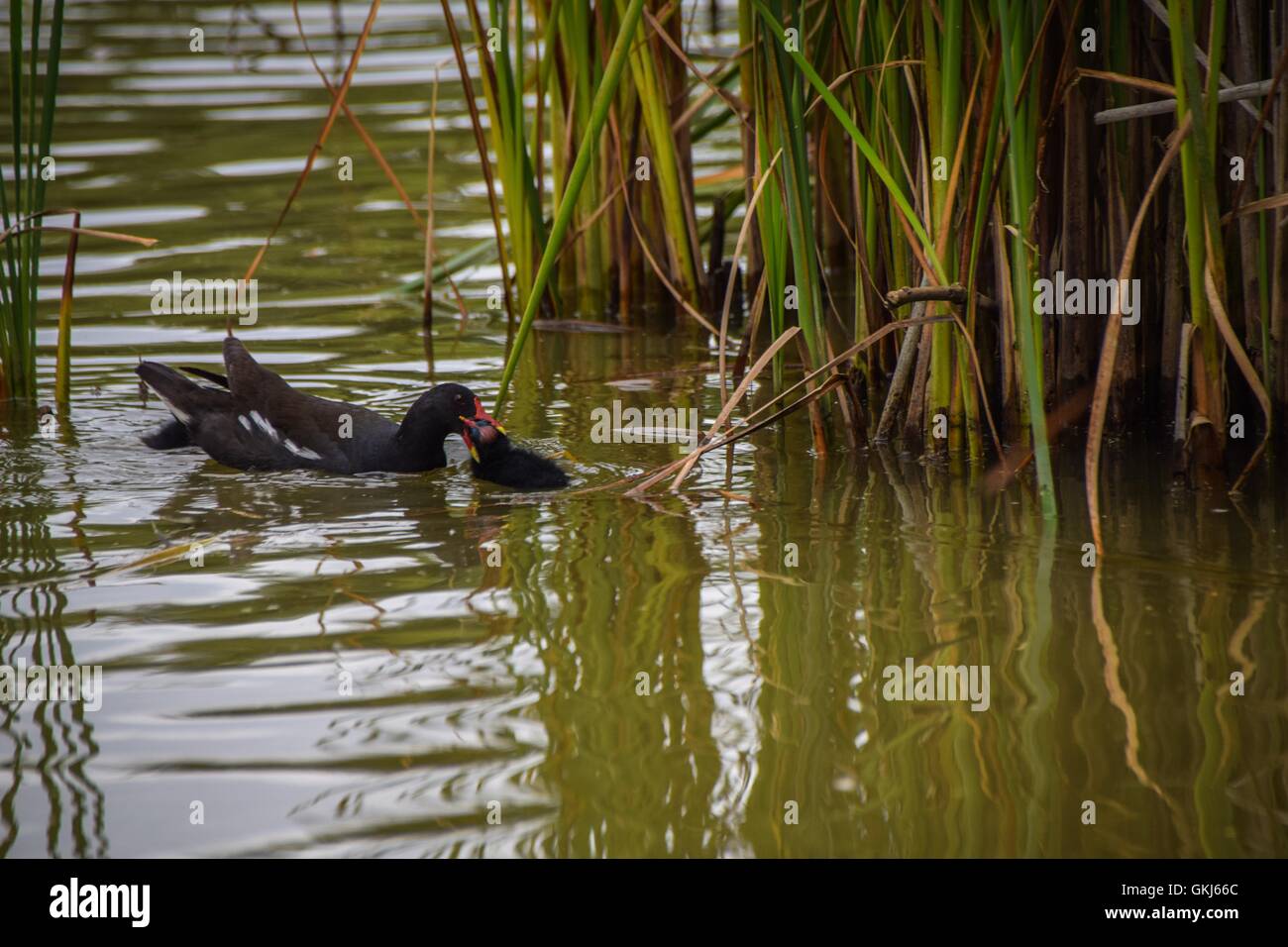 Young moorhen receiving food from adult Stock Photo - Alamy