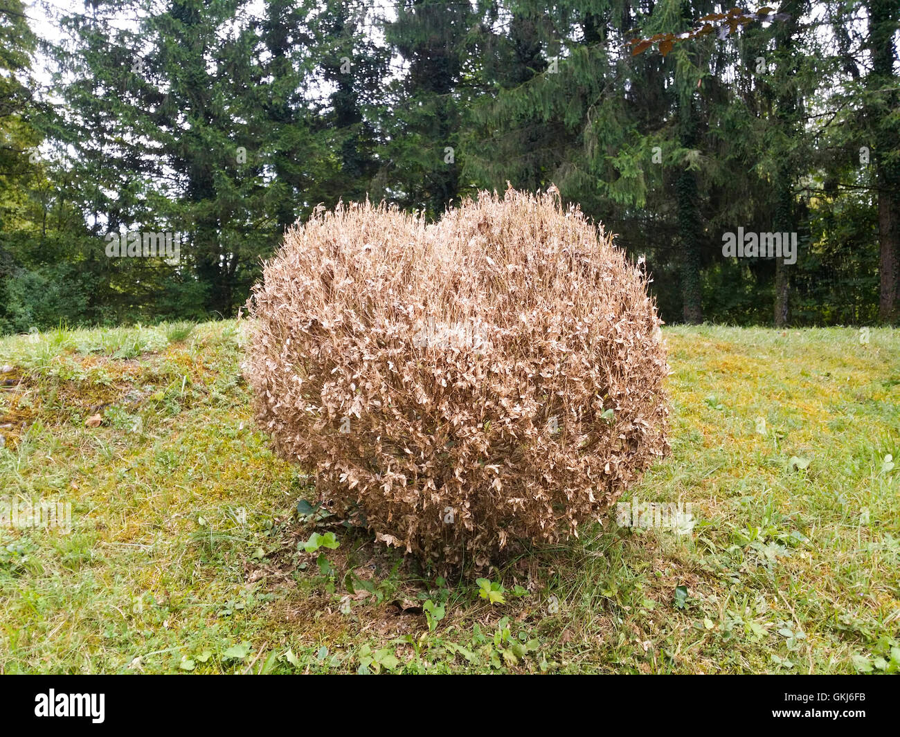 Completely defoliated and dried boxtree, Box tree caterpillars ...
